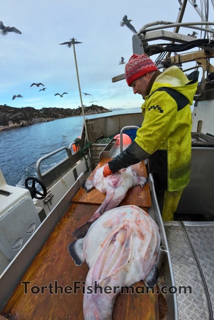 Monkfish Biology: Understanding the Unique Adaptations of Lophius ...