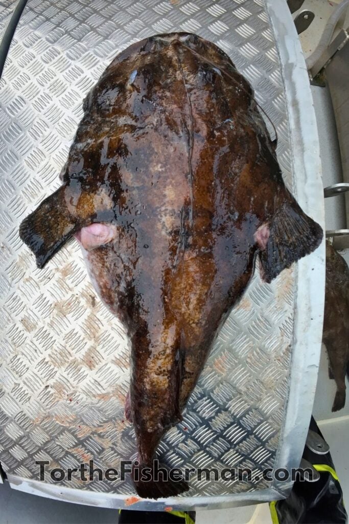 Monkfish Biology: Understanding the Unique Adaptations of Lophius ...