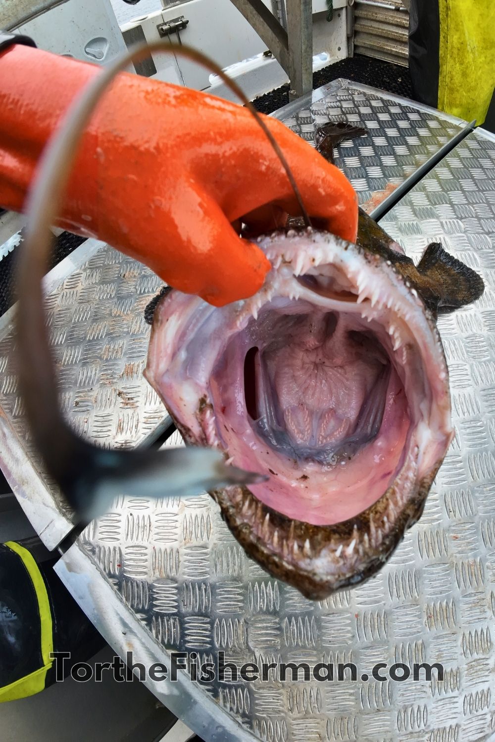 Monkfish Biology: Understanding the Unique Adaptations of Lophius ...