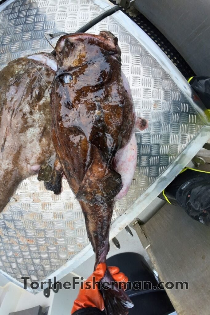 Monkfish Biology: Understanding the Unique Adaptations of Lophius ...