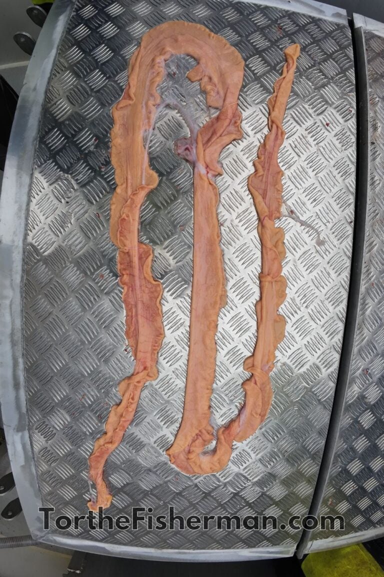 Monkfish Biology: Understanding the Unique Adaptations of Lophius ...