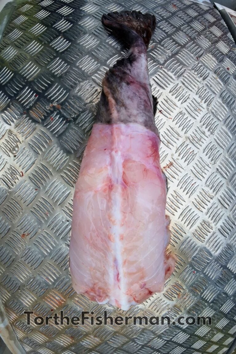 Monkfish Biology: Understanding the Unique Adaptations of Lophius ...