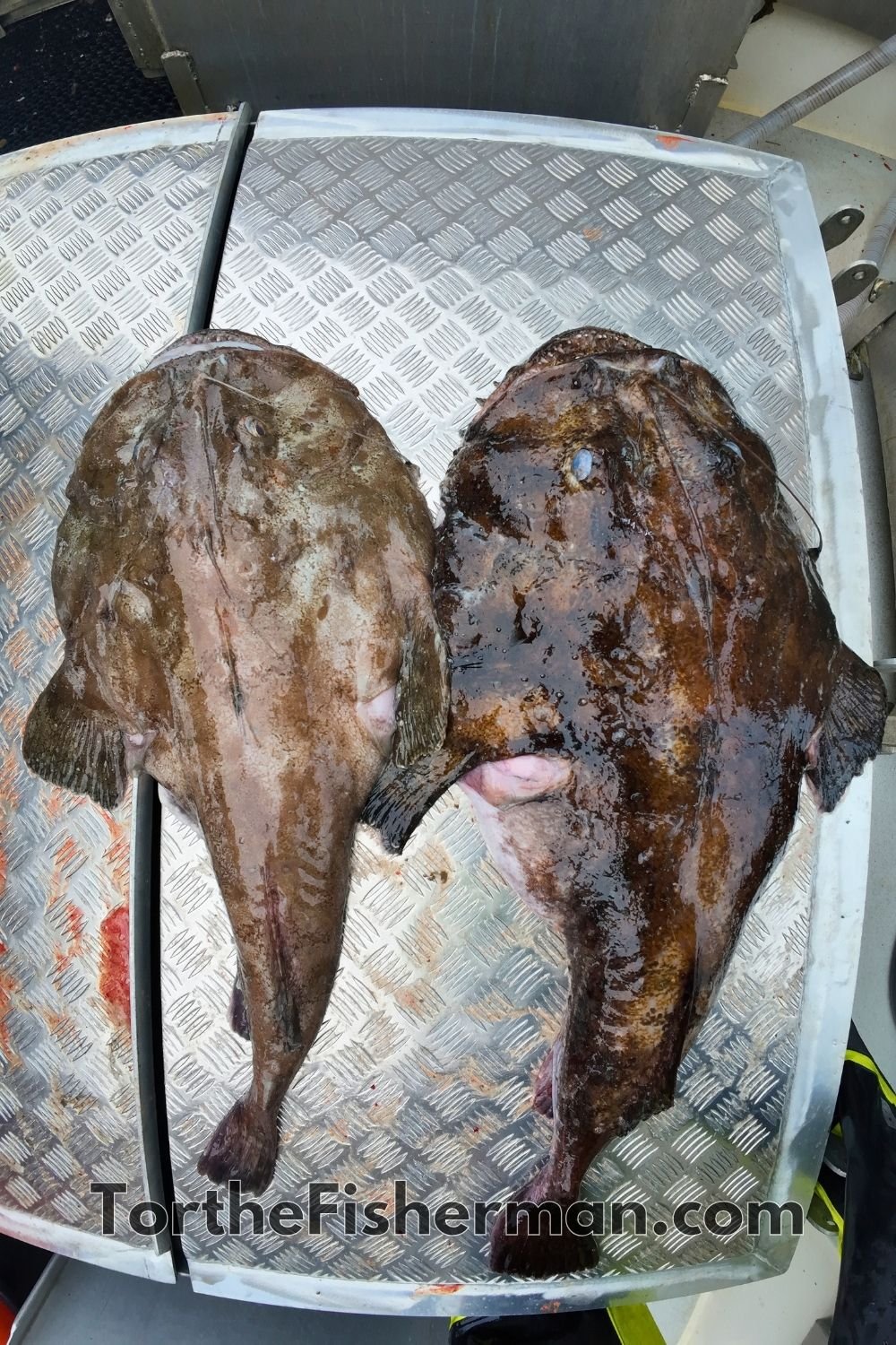 Monkfish Species: Unveiling the Mysteries of the Deep Sea Anglers | Tor ...