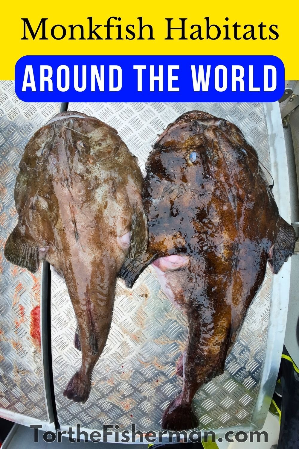 Monkfish Habitats: A Deep Dive into Their Ocean Environments | Tor the ...