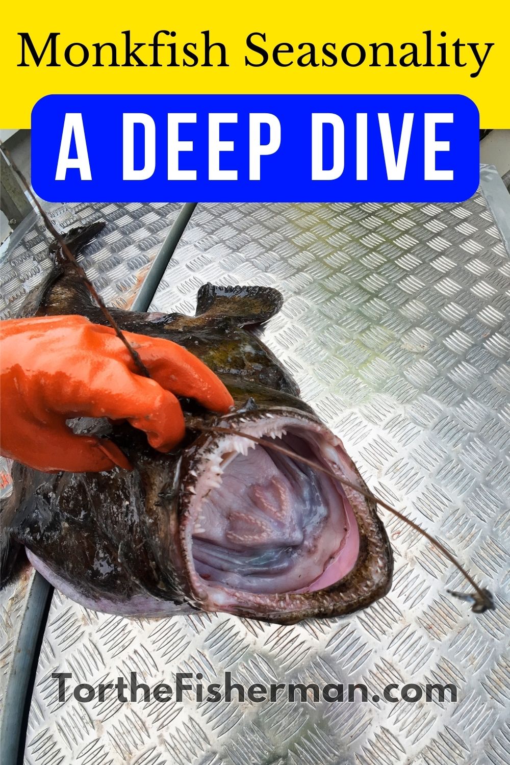 Understanding Monkfish | Tor the Fisherman